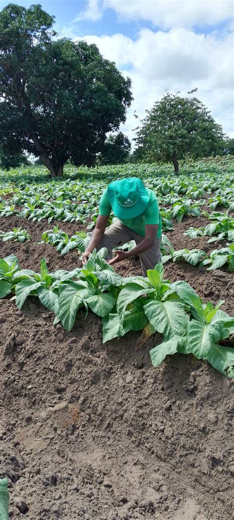 Their Is Always That Farmer Who Goes An Extra Mile To Deliver The Best