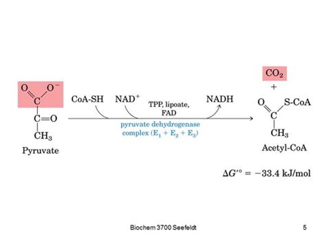 Exam 4 Hormones Glycolysis Regulation Pre Tca Cycle Tca Cycle