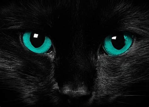 Chat Noir aux Yeux Bleus Entre mystère et rareté