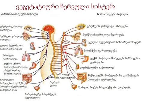 ბიოლოგია აბიტურიენტთათვის ქსოვილები