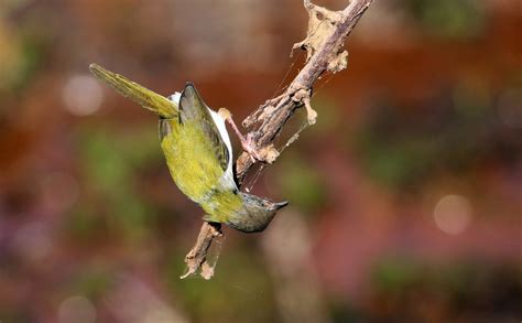 The Common Tailorbird Stitches Its Magic Roundglass Sustain