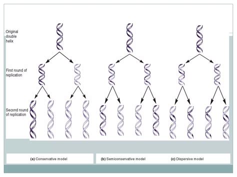 Dna Replication In Eukaryotes Ppt