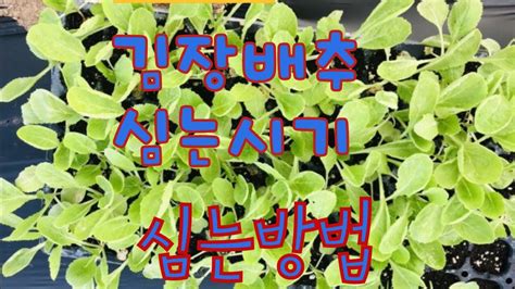 김장배추 심는시기 무우씨 뿌리는시기 심는방법 Youtube