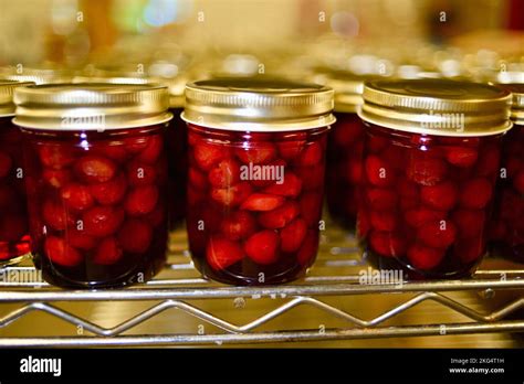 Freshly Harvested Montmorency Cherries Preserved In Glass Canning Jars