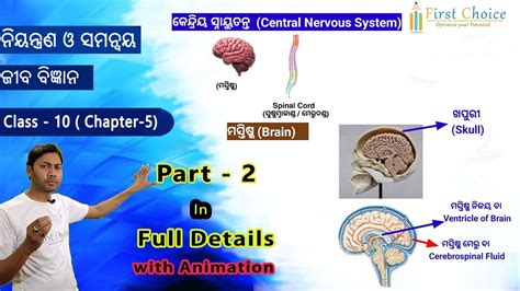 Control And Coordination Class 10 Odia Part 2 ନିୟନ୍ତ୍ରଣ ଓ ସମନ୍ୱୟ ଉଦ୍ଭିଦ ବିଜ୍ଞାନ Youtube