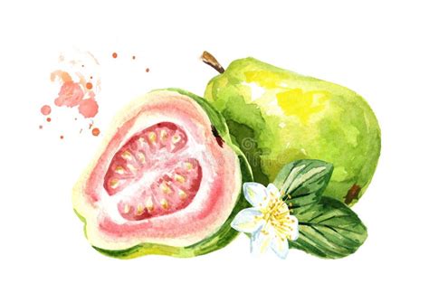 Personaje De Dibujos Animados Femenino De La Guayaba Rosada Ilustración