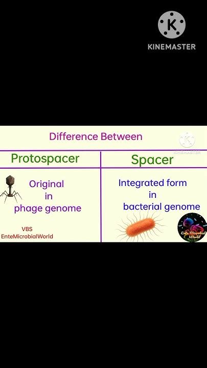 Spacer And Protospacer Entemicrobialworld Crispr Crisprcas9 Dna