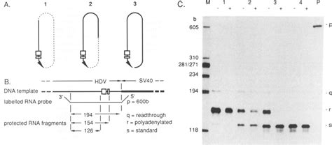 Ability Of RNA Folding With And Without The Delta Antigen To Suppress Download Scientific