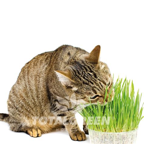 Cats Grass Grow Kit Instructions Totalgreen Holland