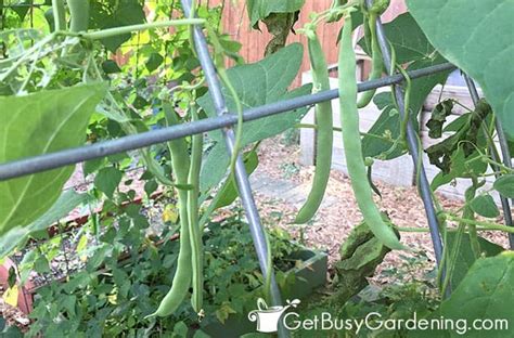 String Beans Plant