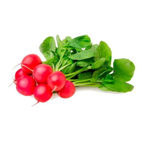 Rabano Bola Limpio Grupo Alimenticio Vida