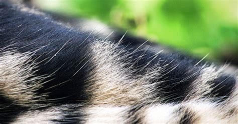 Feline Hyperesthesia Complete Guide Emergency Vet 24 7