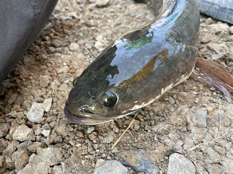Invasive Species In Ct Threatening The State S Ecosystem