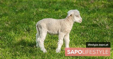 Clones Da Ovelha Clonada Dolly Envelheceram Com Boa Saúde Atualidade