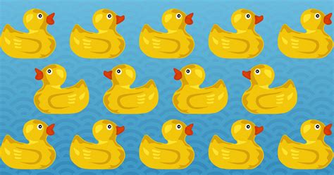 Rubber Duck Race Template Visufund