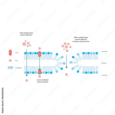 Diagram Of Drug Absorption Through Phospholipid Membrane Passive