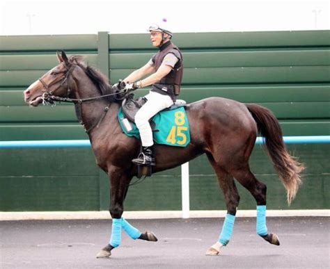 【pog】ハードル界の絶対王者オジュウチョウサンの半妹スターチョウサンがゲート試験に合格 札幌でデビュー予定 競馬ニュース