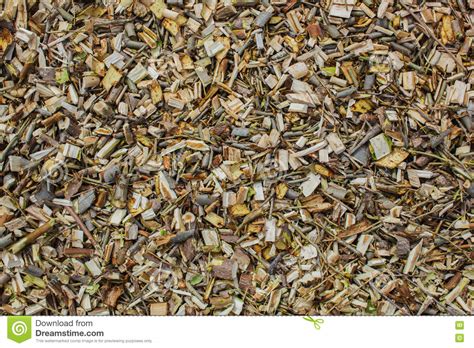 Shredded Tree Branches And Bushes Lie On The Ground Stock Image Image Of Gardening Branch