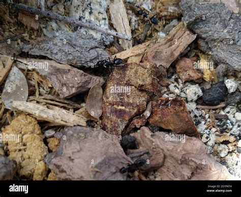 Carpenter Ants Typical Sugar Ants And Allies Camponotus Insecta Sonora Pass Highway