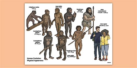Human Evolution Physical Appearance Diagram Twinkl