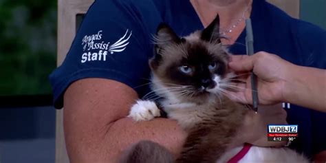 Angels Of Assisi To Hold Adoption Event