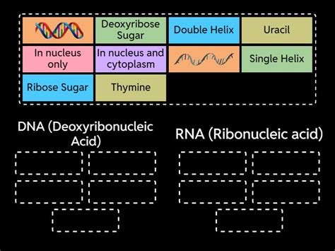 Dna Vs Rna Sorting Group Sort