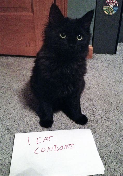 These 20 Guilty Cats Are Being Shamed Publicly For Their “crimes” 13