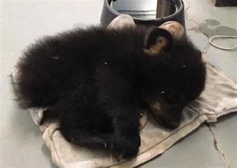 Police Officer Spots Sick Bear Cub On Street And Risked His Life To Save It