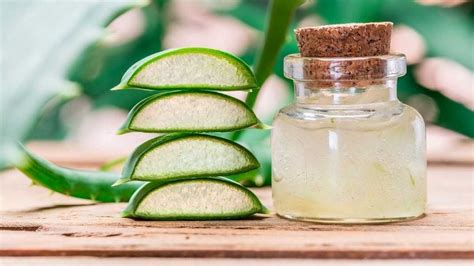 Descubrí cómo usar aloe vera para rejuvenecer tu piel MDZ Online