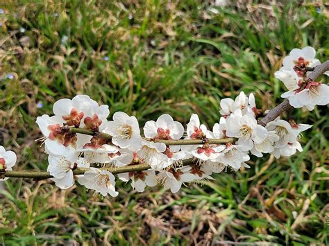 광양매화축제에 다녀오다