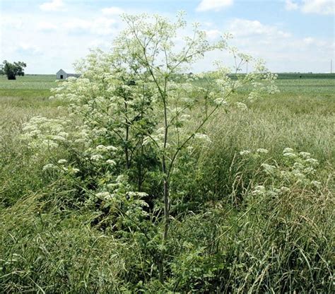 Act Now To Control Poison Hemlock Ohio Beef Cattle Letter