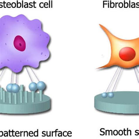 Cellular Response To Smooth And Nano Patterned Surface Topography