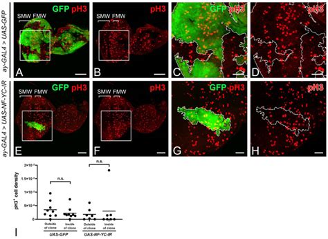 Rabbit Anti Ph3 Cell Signaling Technology Inc Bioz