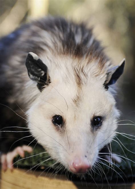 Bloodthirsty Wild Animal Best Blog Small Wild Animals In California