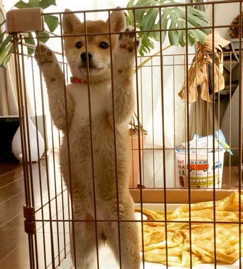 柴犬ハルand保護犬すずさんのインスタグラム写真 柴犬ハルand保護犬すずinstagram「🐕🐐 2匹の赤ちゃん時代を比較してみました📸