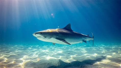 Swimming With Sharks