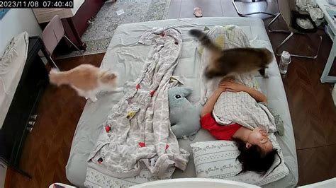 小猫咪顽皮地追逐打闹，十分开心，全然忘记了边上睡觉的主人，主人也太情绪稳定了吧！ 调皮可爱系猫咪 布布饲养员猫 Youtube