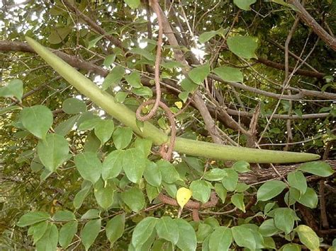Strophantin Dr Med Helmut Retzek