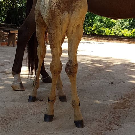 saúde rural ️ desvio angular valgus em potro da raça