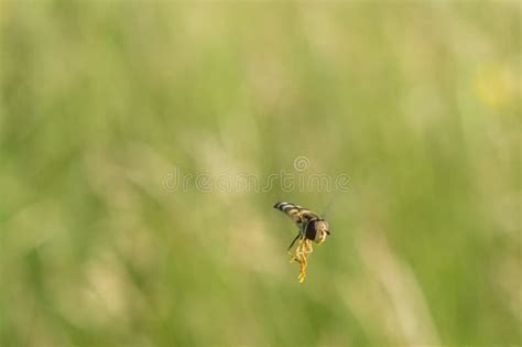 Wild Fly Diptera Having Sex Mating Fly Insect Isolated Stock Photo Image Of Female Insect