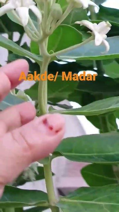 Subha Aakde Ka Podha Dekna Shubh Mana Jata Hai 🌱 Myplants Aakde Aak Madar Shorts Video Yt