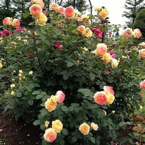 Саджанець троянди англійської Розоман Жанон купити 〛за вигідною ціною в Києві і Україні фото