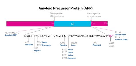 Amyloid Beta Peptides And Alzheimers Disease