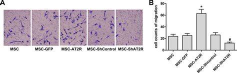 Ang Ii Chemotaxis Assay For At2r Genetically Modified Mscs After