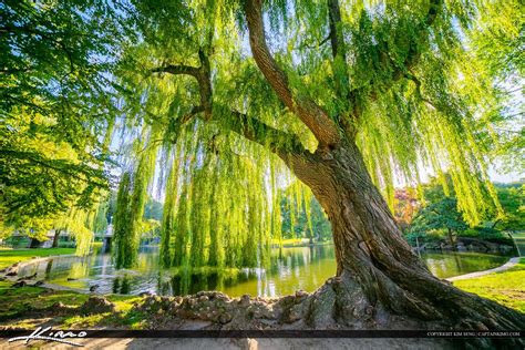 Willow Tree Wallpapers Wallpaper Cave