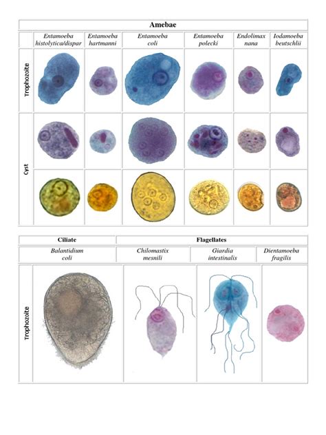 Parasite Eggs By Dr Ankit Gupta Parasitology Parasites