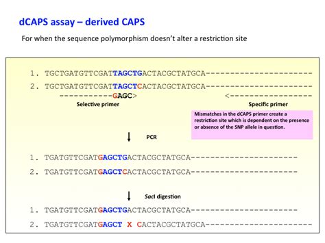 Dcaps