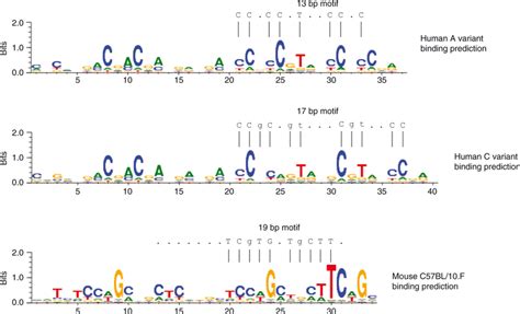 prdm9 binding predictions and hotspot consensus motifs in humans a and