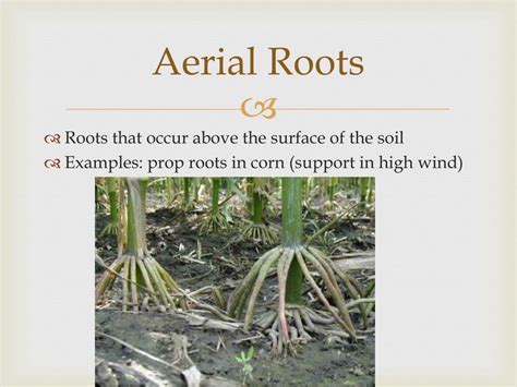 Ppt Specialized Roots Powerpoint Presentation Free Download Id1938435