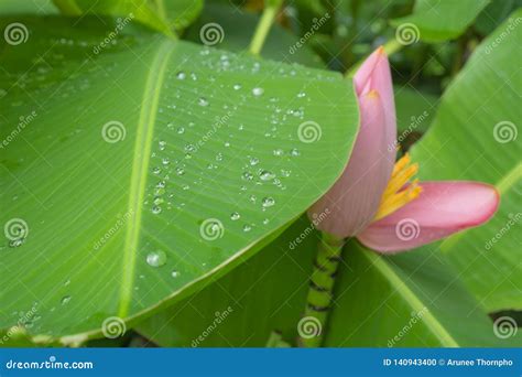 Fresh Green Pinnately Parallel Venation Leaf Pattern With Water